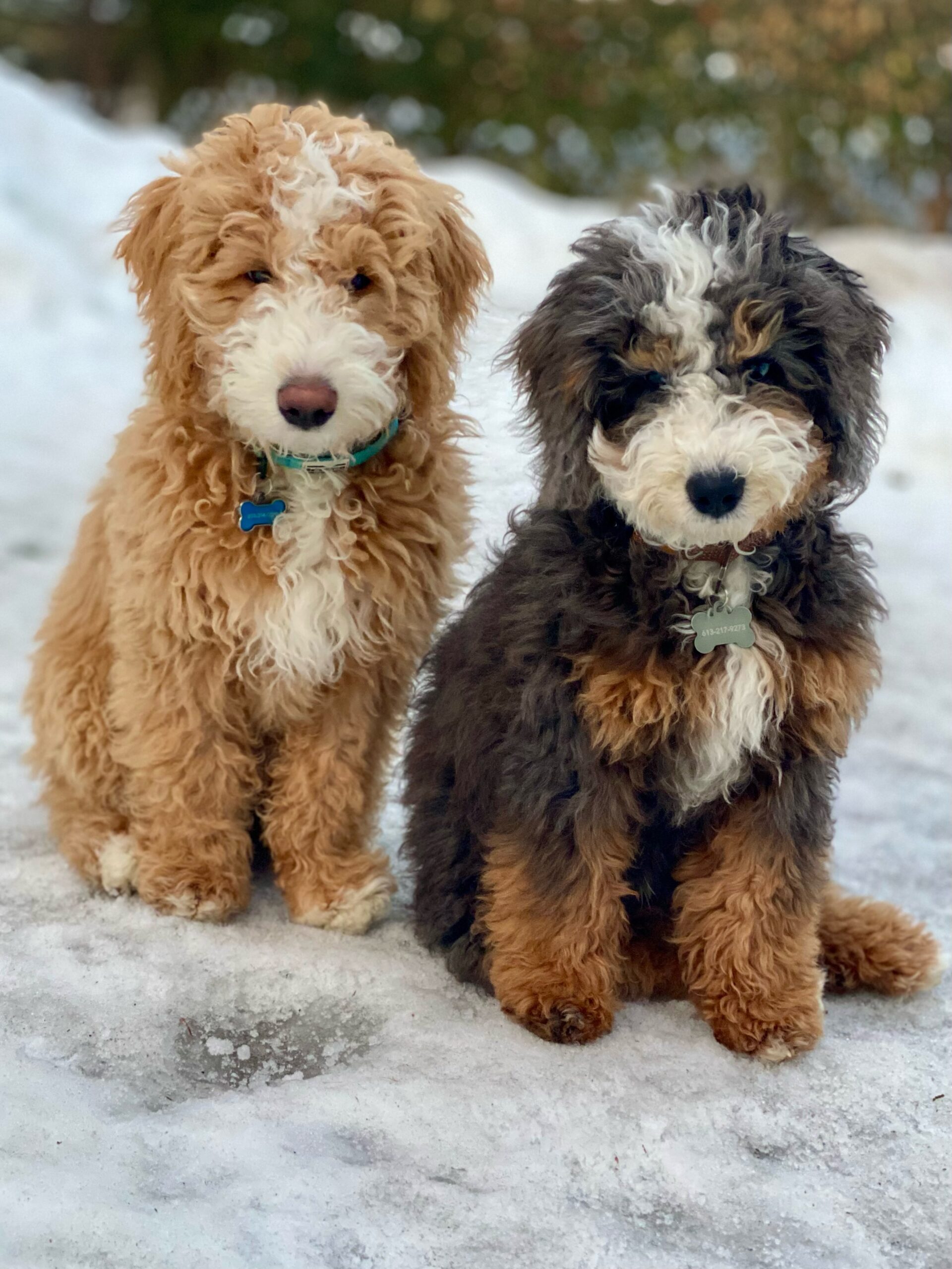 Pinecrest Doodles – Your choice for Goldendoodles and Bernedoodle Dogs.